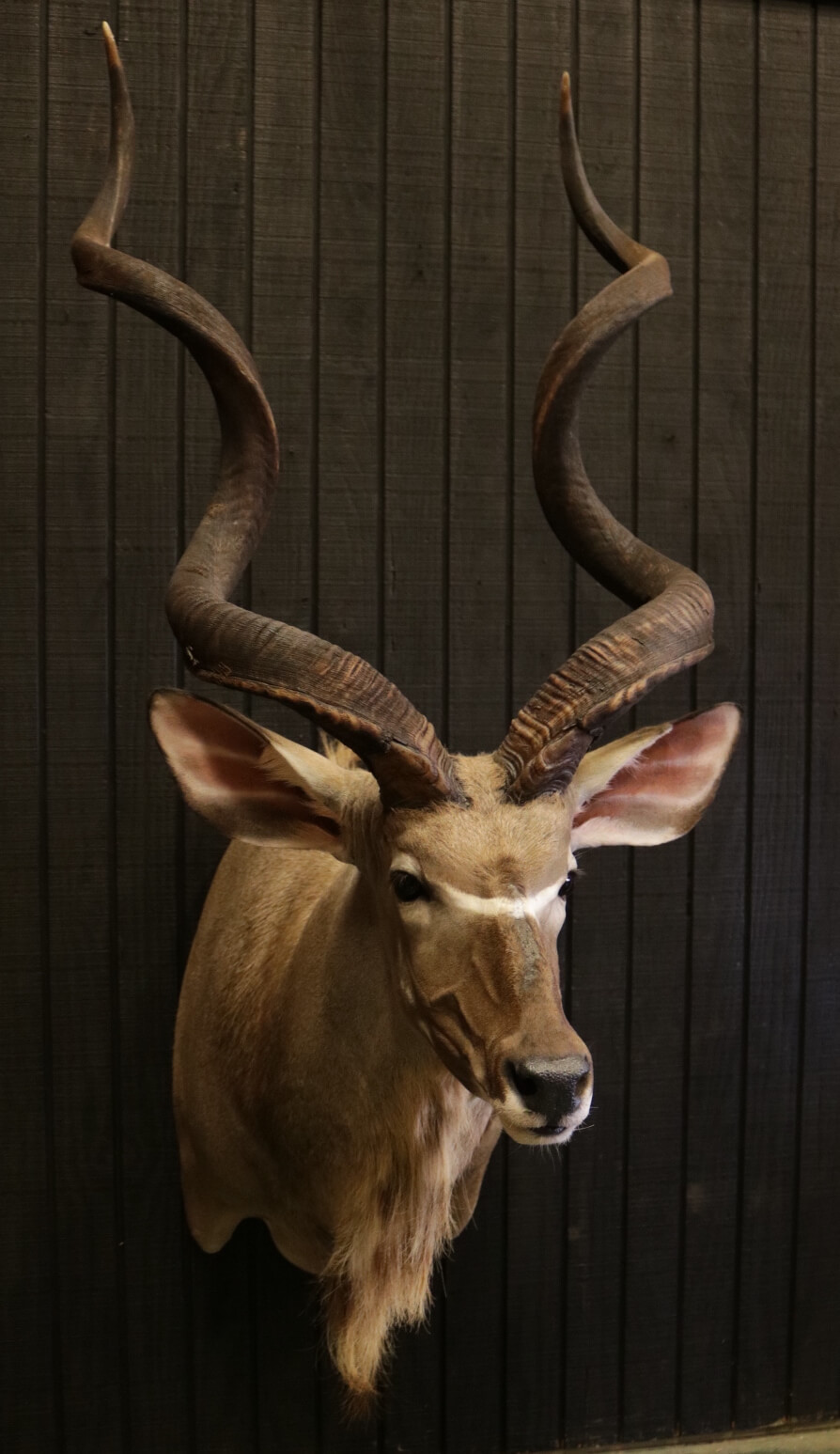 African Shoulder Mounts - Vanderpol Taxidermy