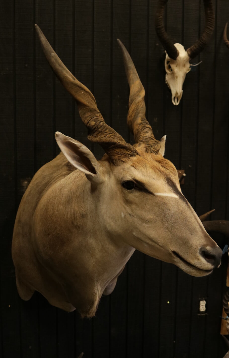 African Shoulder Mounts - Vanderpol Taxidermy