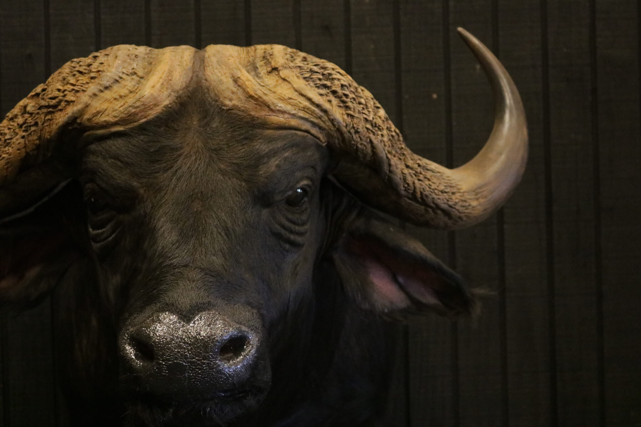 African Shoulder Mounts - Vanderpol Taxidermy