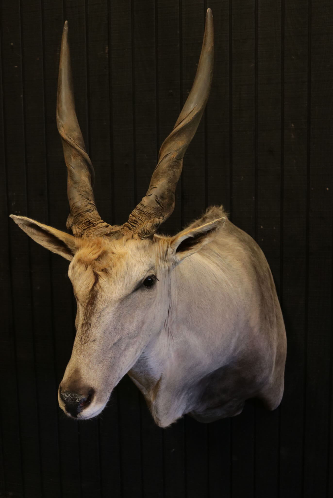 African Shoulder Mounts - Vanderpol Taxidermy