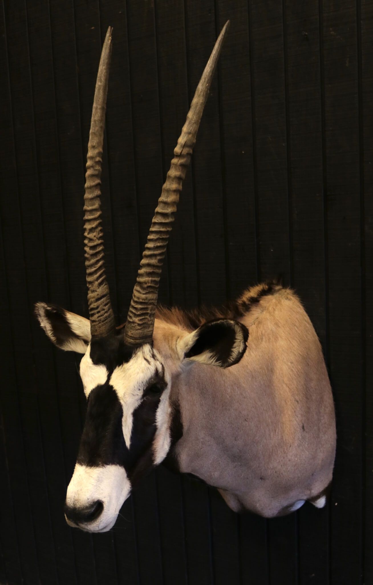 African Shoulder Mounts - Vanderpol Taxidermy