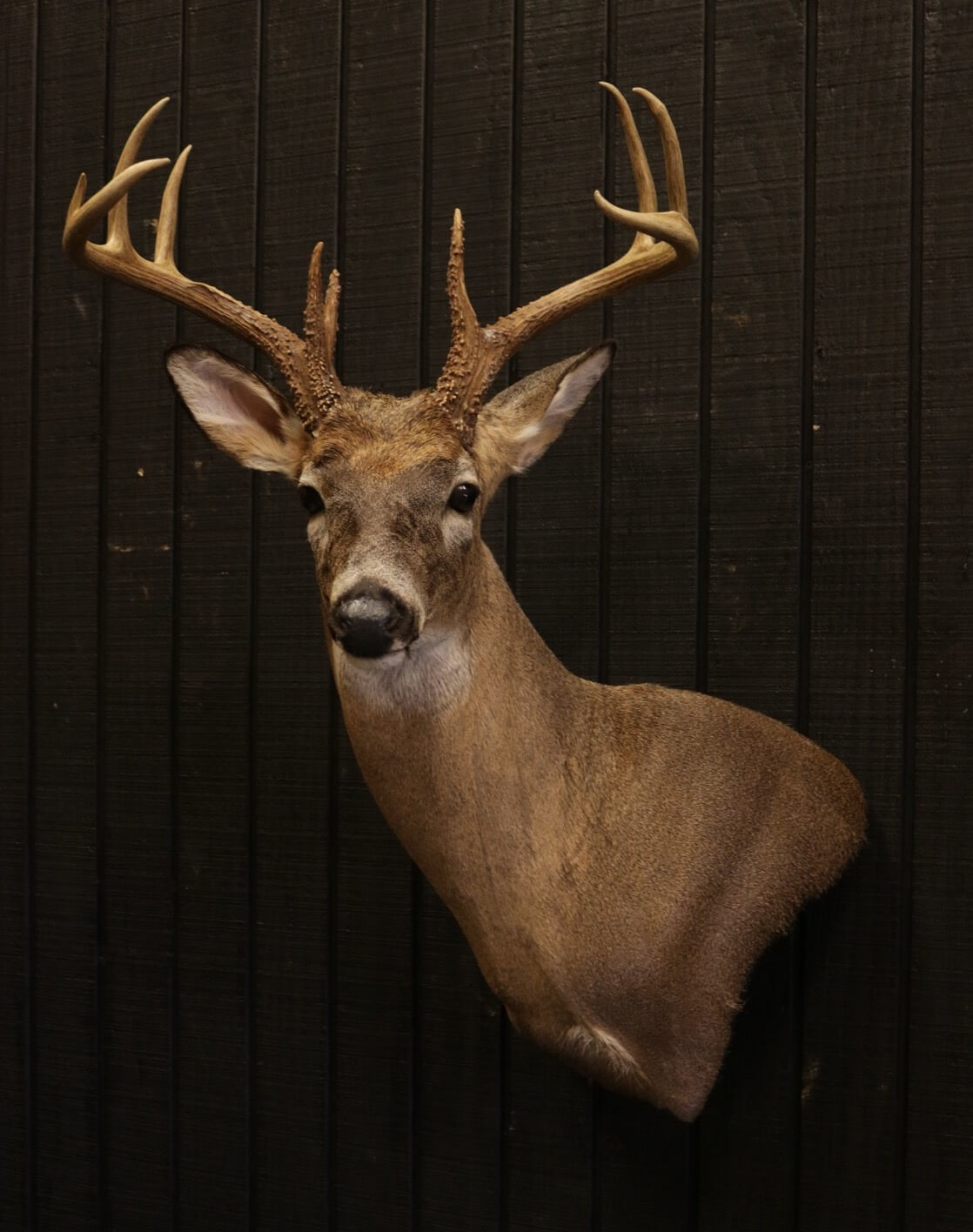 Deer Mounts - Vanderpol Taxidermy
