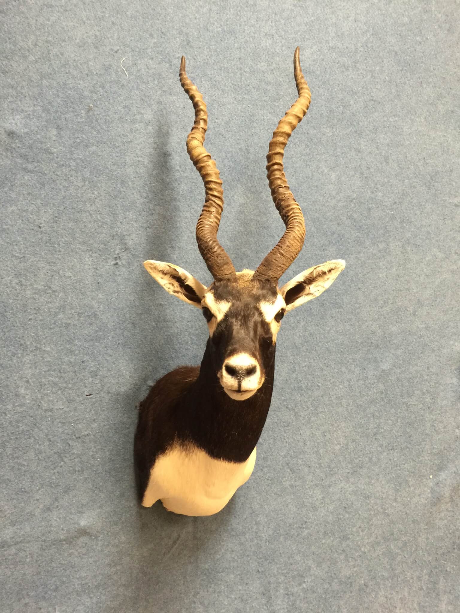 Exotics - Vanderpol Taxidermy
